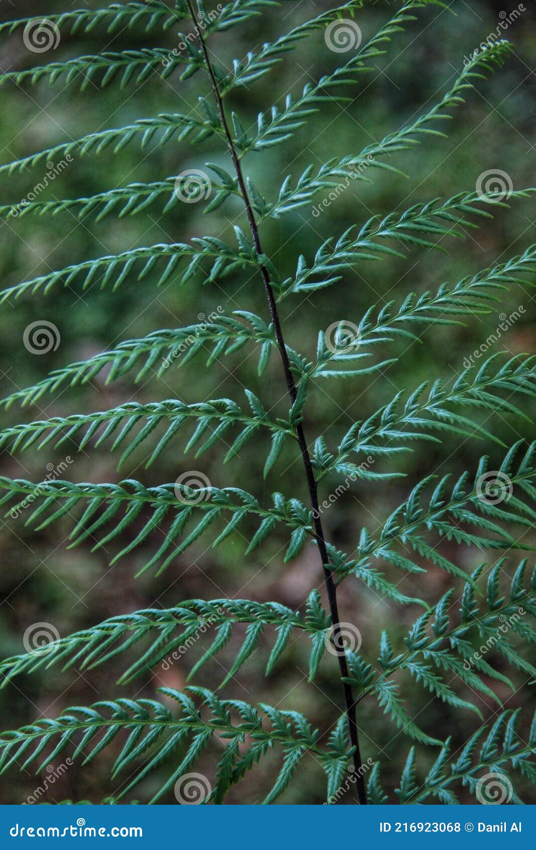Full Frame Forest Fern Leaves Stock Photo - Image of full, leaves ...