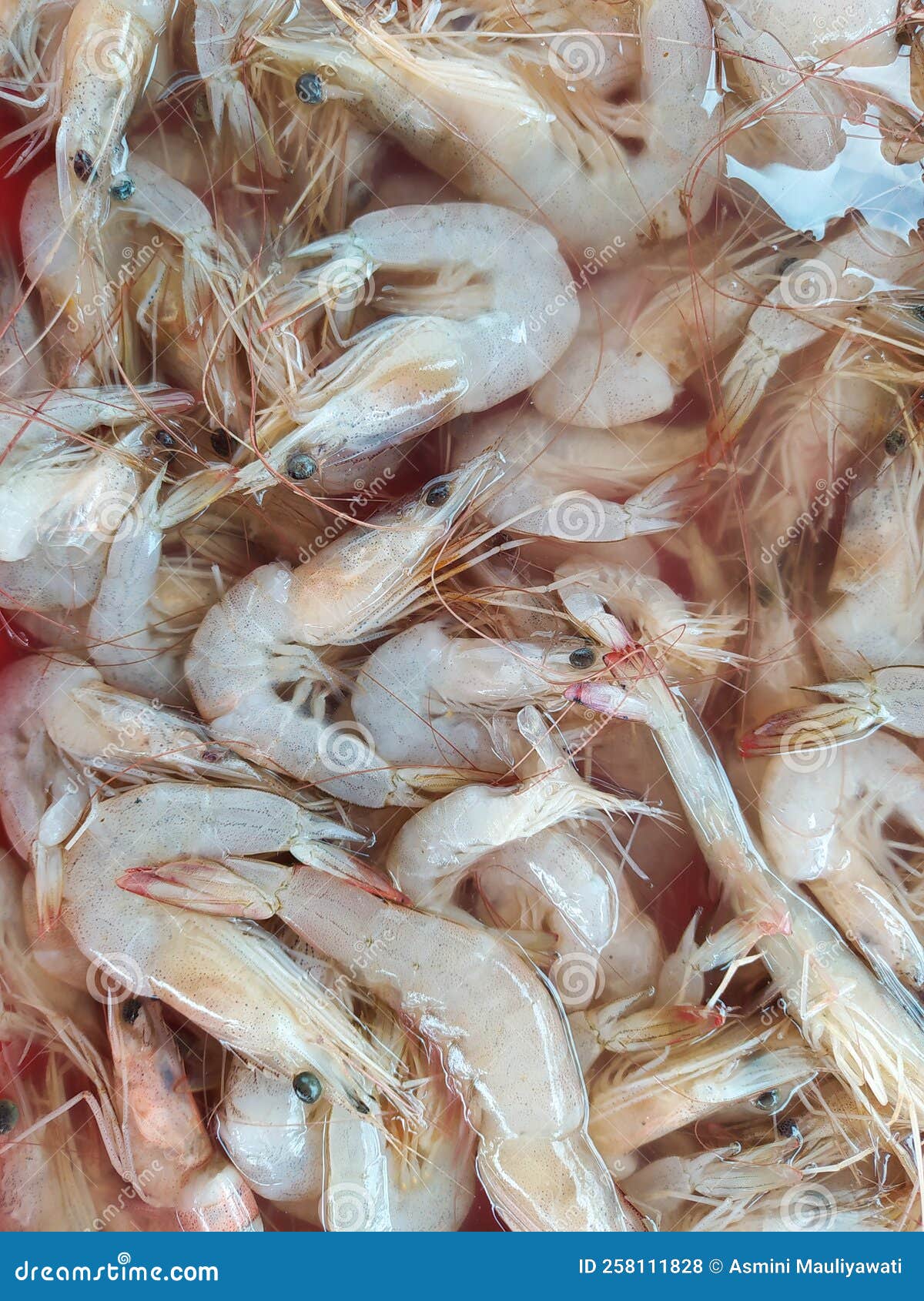 Full frame of fresh prawns stock photo. Image of fresh - 258111828