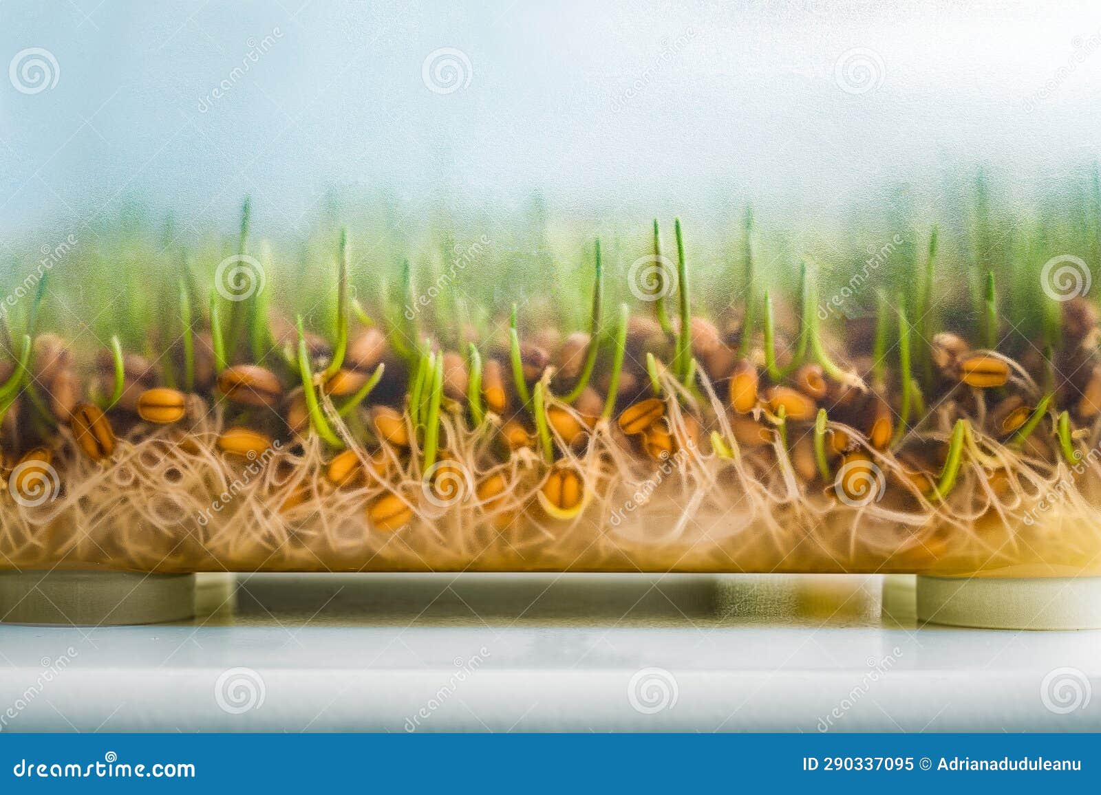 Wheat sprouts stock image. Image of germ, wheat, germinate - 290337095