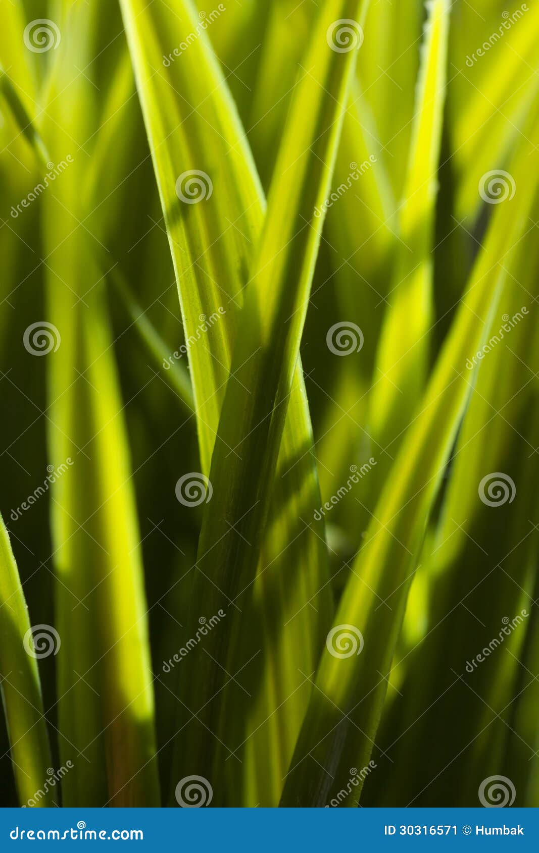 Grass blade stock image. Image of ecology, environment - 30316571
