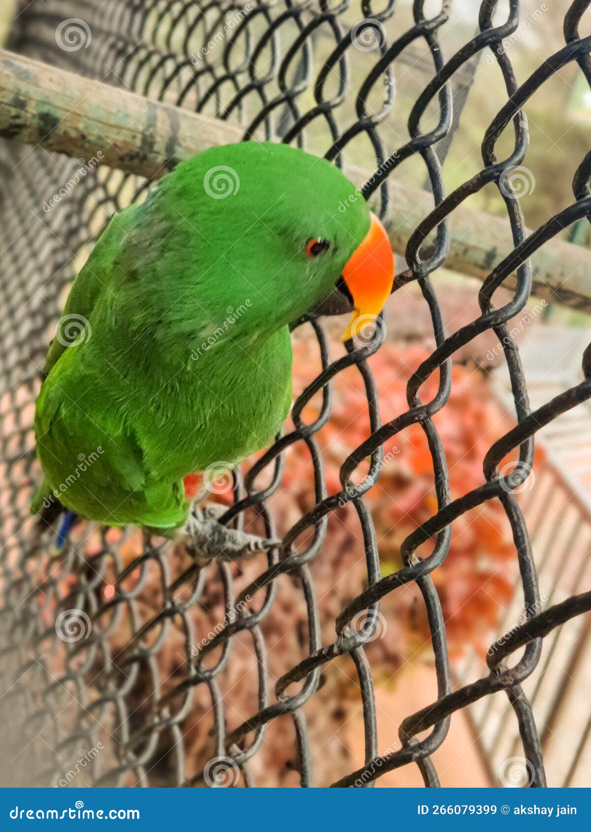 Full frame of Green parrot stock image. Image of wildlife - 266079399