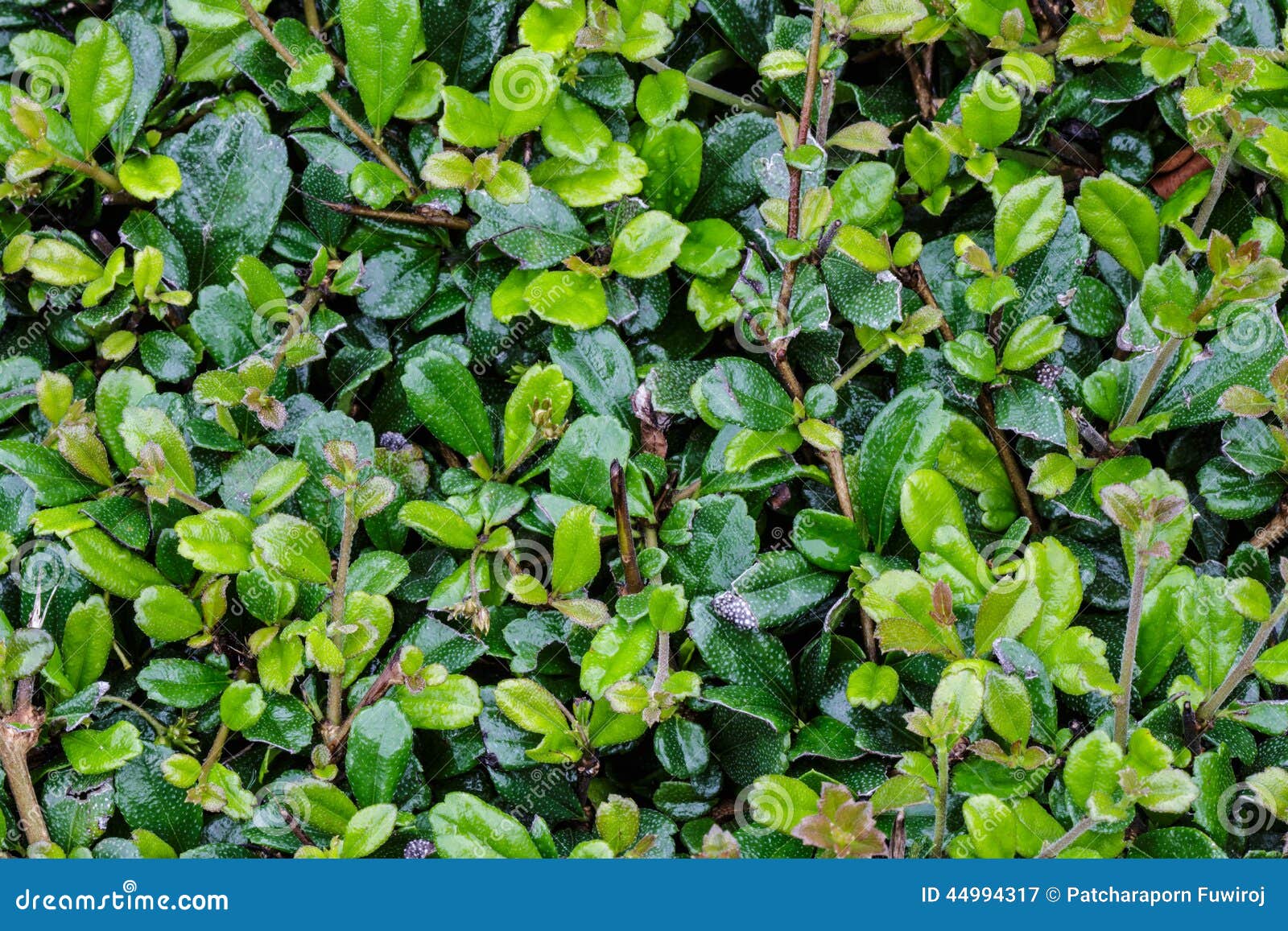 Full Frame Hedge Background Royalty-Free Stock Photography ...