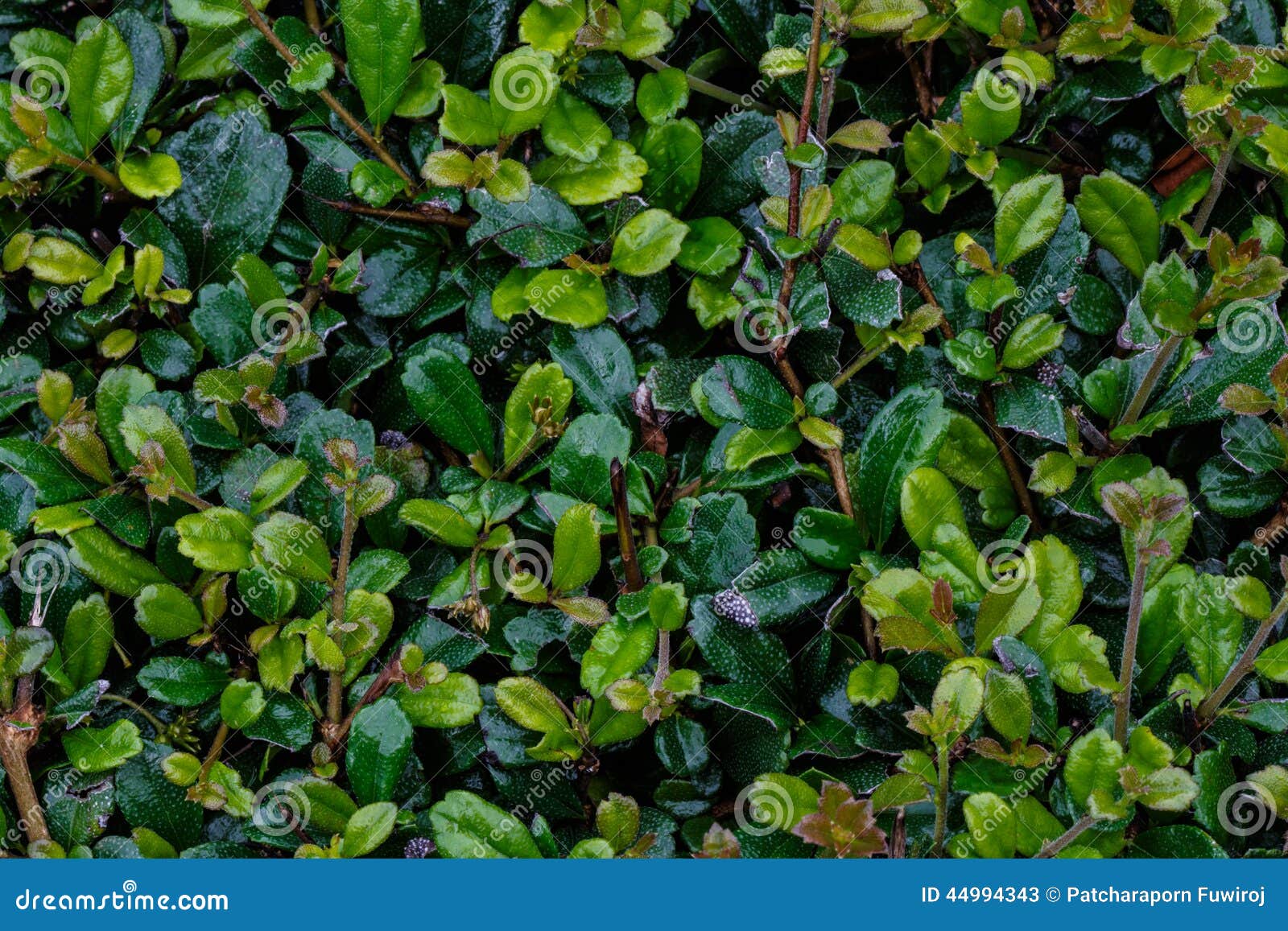 Full Frame Hedge Background Stock Image - Image of evergreen, color ...