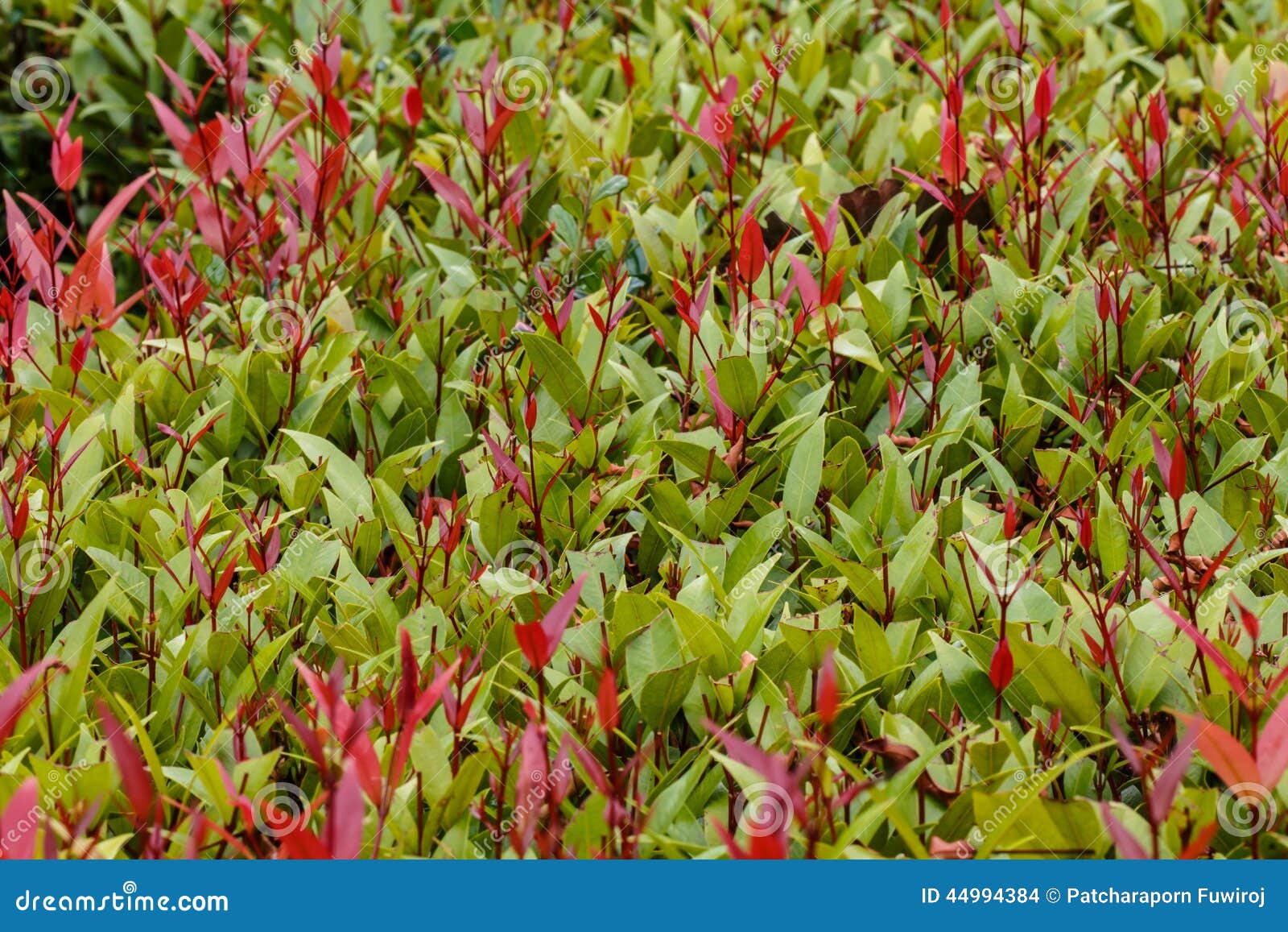 Full Frame Hedge Background Stock Photo - Image of garden, biology ...