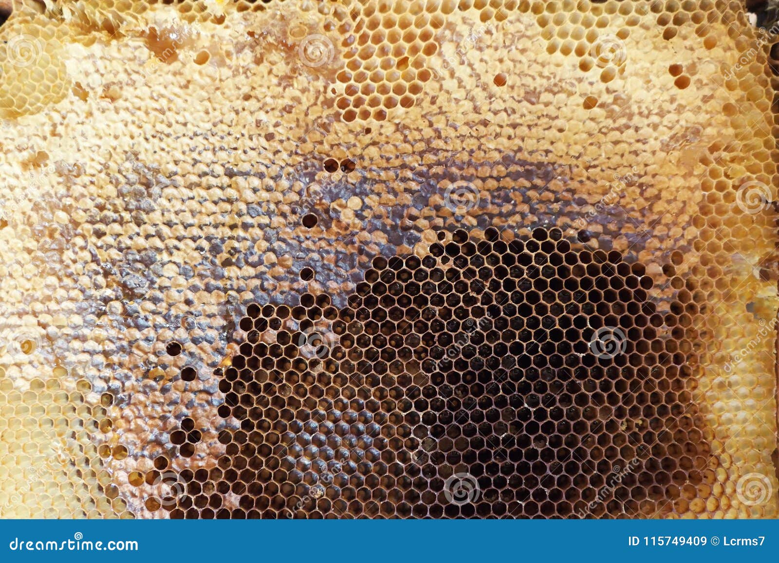 Full Frame Honey Comb with Honey Inside. Bee Hive Stock Image - Image ...