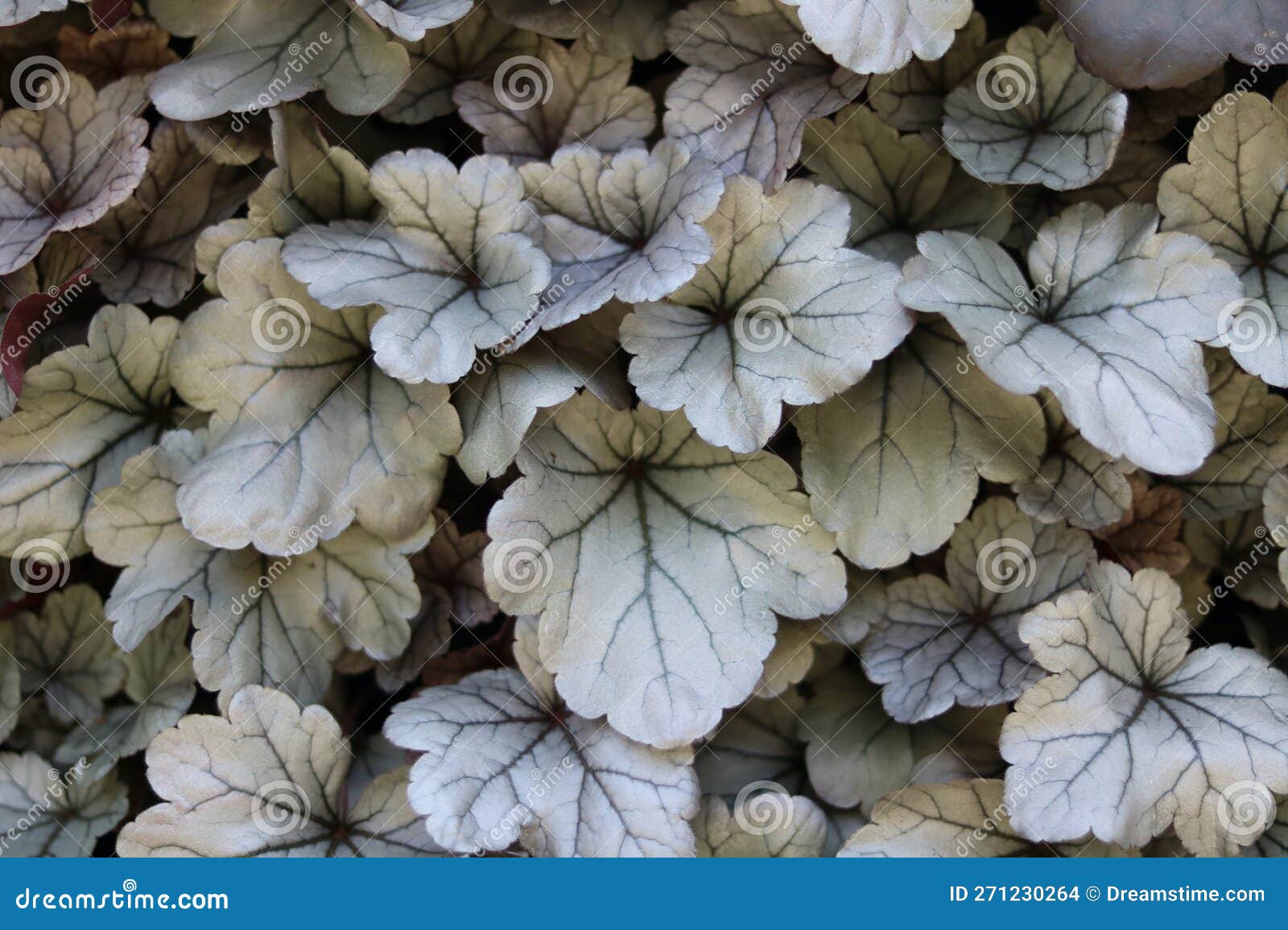 Full Frame Horizontal Image of White and Green Frilly Heuchera Leaves ...