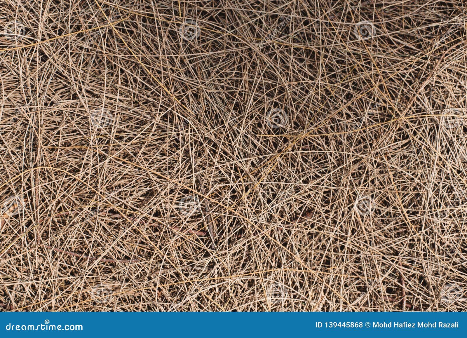 Full Frame Image of a Fallen Twigs on Ground with Sunlight and Shadows ...