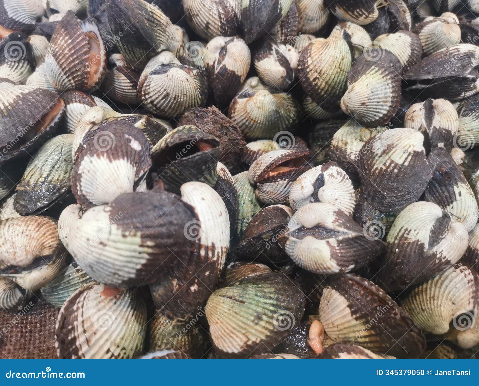 Full Frame Image of Grey and White Cockle Shells Displayed in Market ...