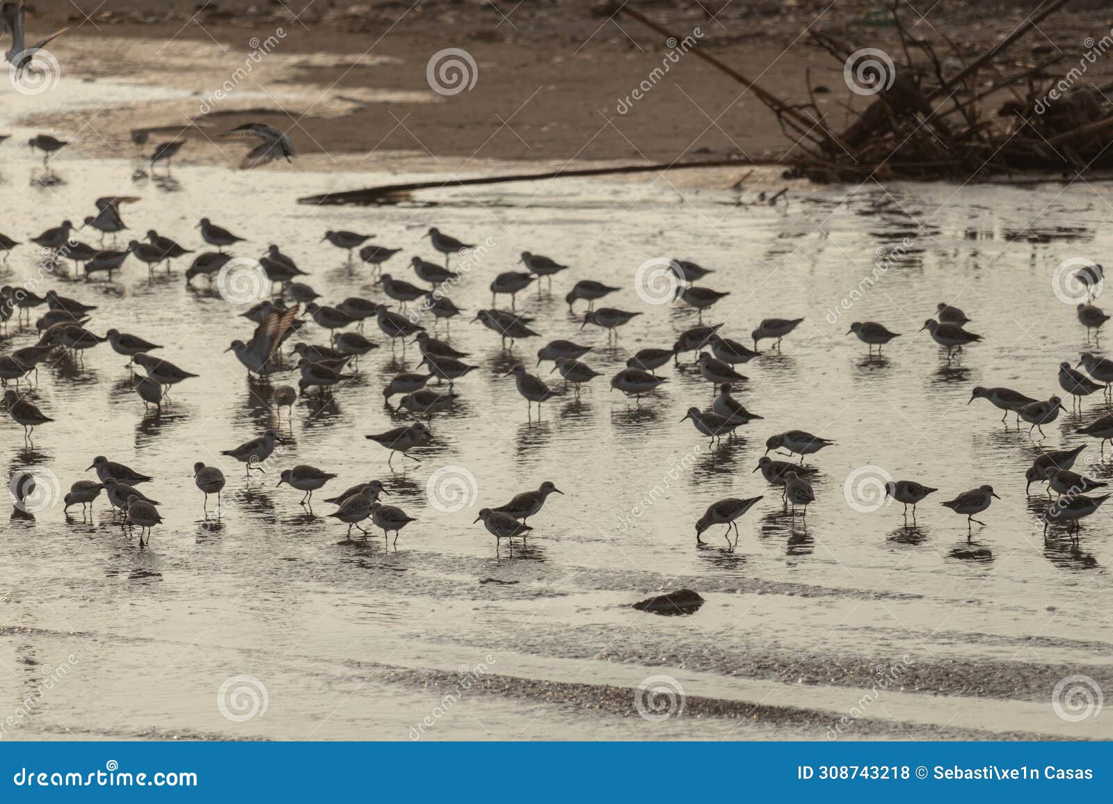Full Frame Image of Many Different Species of Sea Birds on a Beach ...