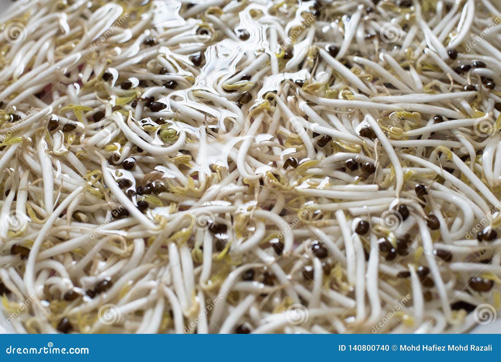 Full Frame Image of a Soaked Bean Sprouts in Water for Cooking ...
