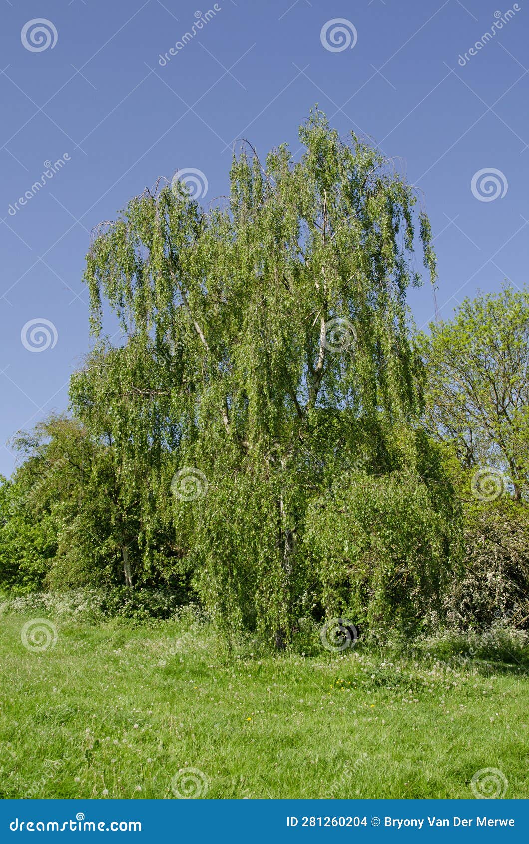 Full Frame Image of Weeping Birch Tree Stock Photo - Image of trunk ...