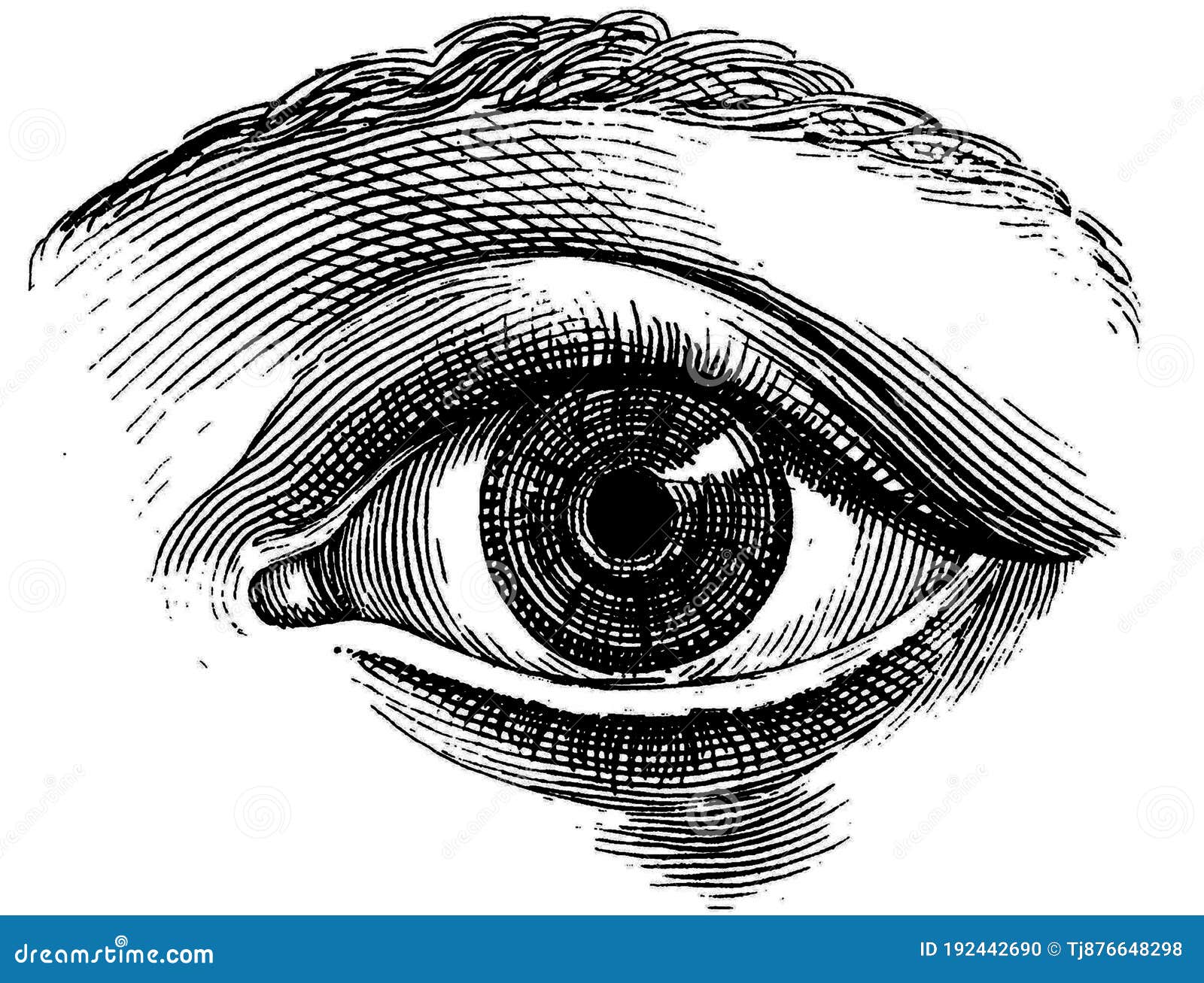 Full Frame Lady`s Eye Decorative Element in Black on White Background ...