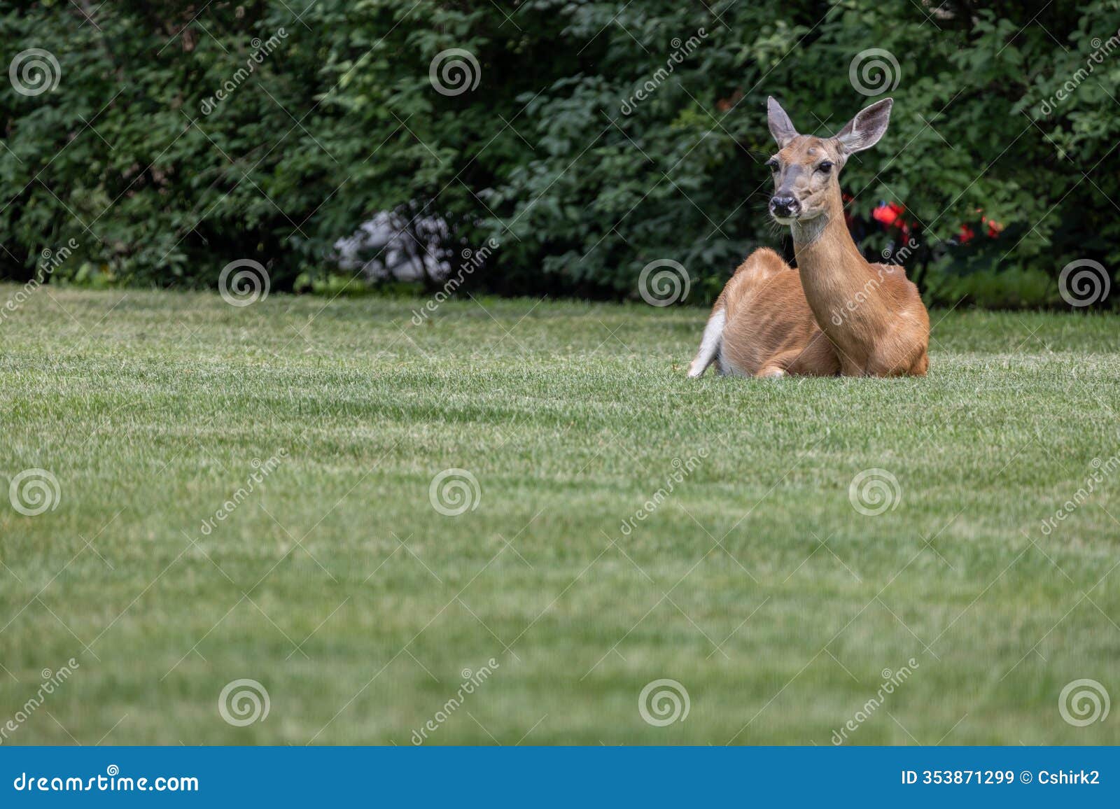 White-tailed Doe Resting in a Backyard Stock Image - Image of idyllic ...