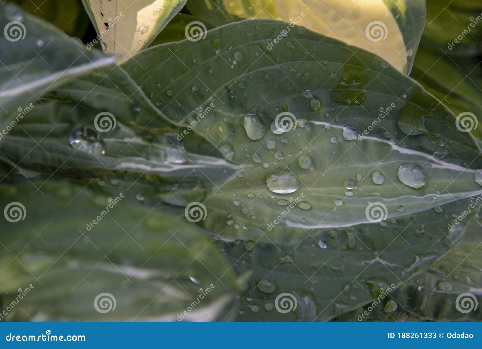Full Frame Mottled Textured Leaves of Hosta with Rain Drops As the ...
