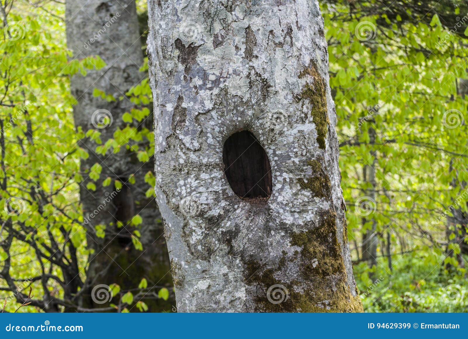 Full Frame Natural Abstract Bark Detail Stock Image - Image of bark ...