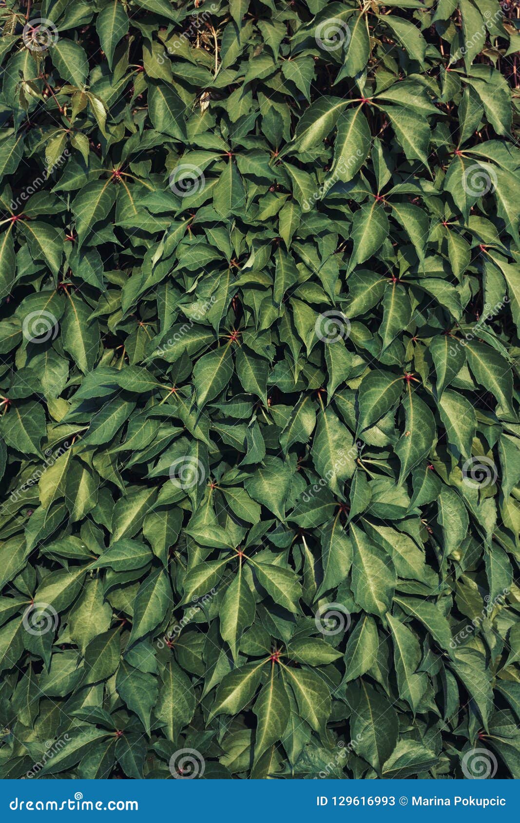 Full Frame of Overgrown Creeper Plant Stock Image - Image of color ...