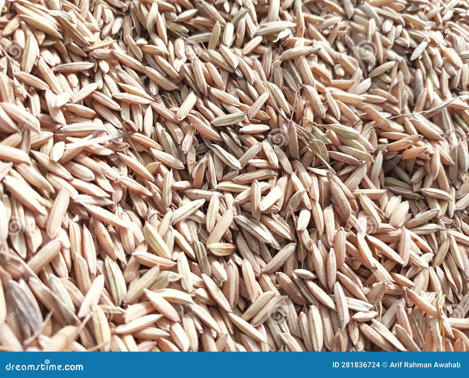 Full Frame of Paddy Grains or Paddy Rice Under Bright Sunlight Stock ...