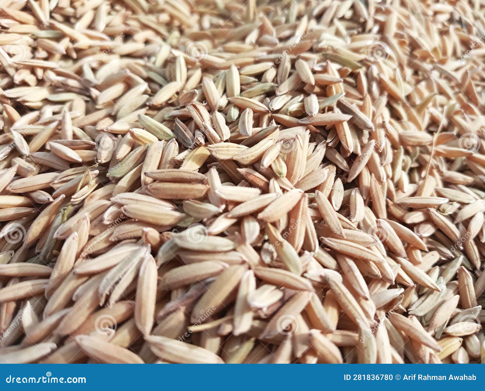 Full Frame of Paddy Grains or Paddy Rice Under Bright Sunlight Stock ...