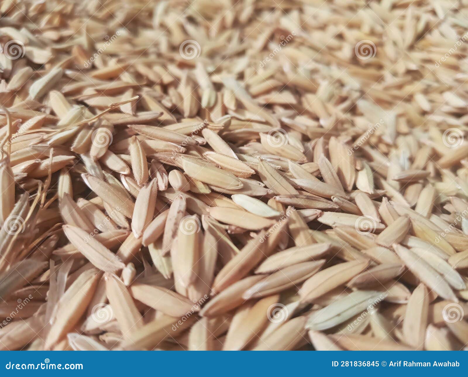 Full Frame of Paddy Grains or Paddy Rice Under Bright Sunlight Stock ...
