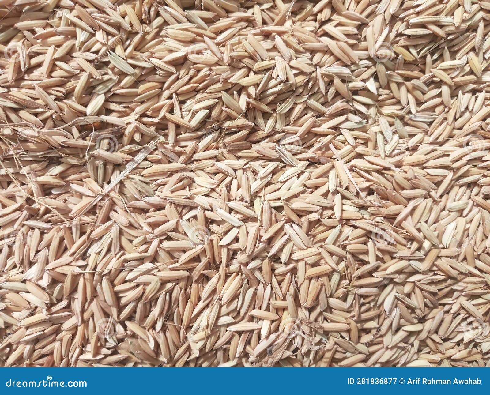 Full Frame of Paddy Grains or Paddy Rice Under Bright Sunlight Stock ...