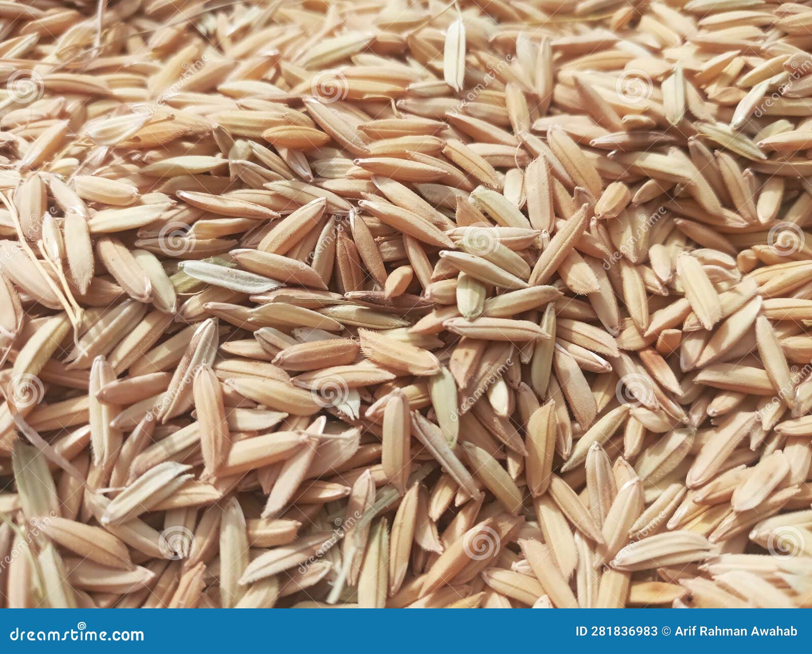 Full Frame of Paddy Grains or Paddy Rice Under Bright Sunlight Stock ...