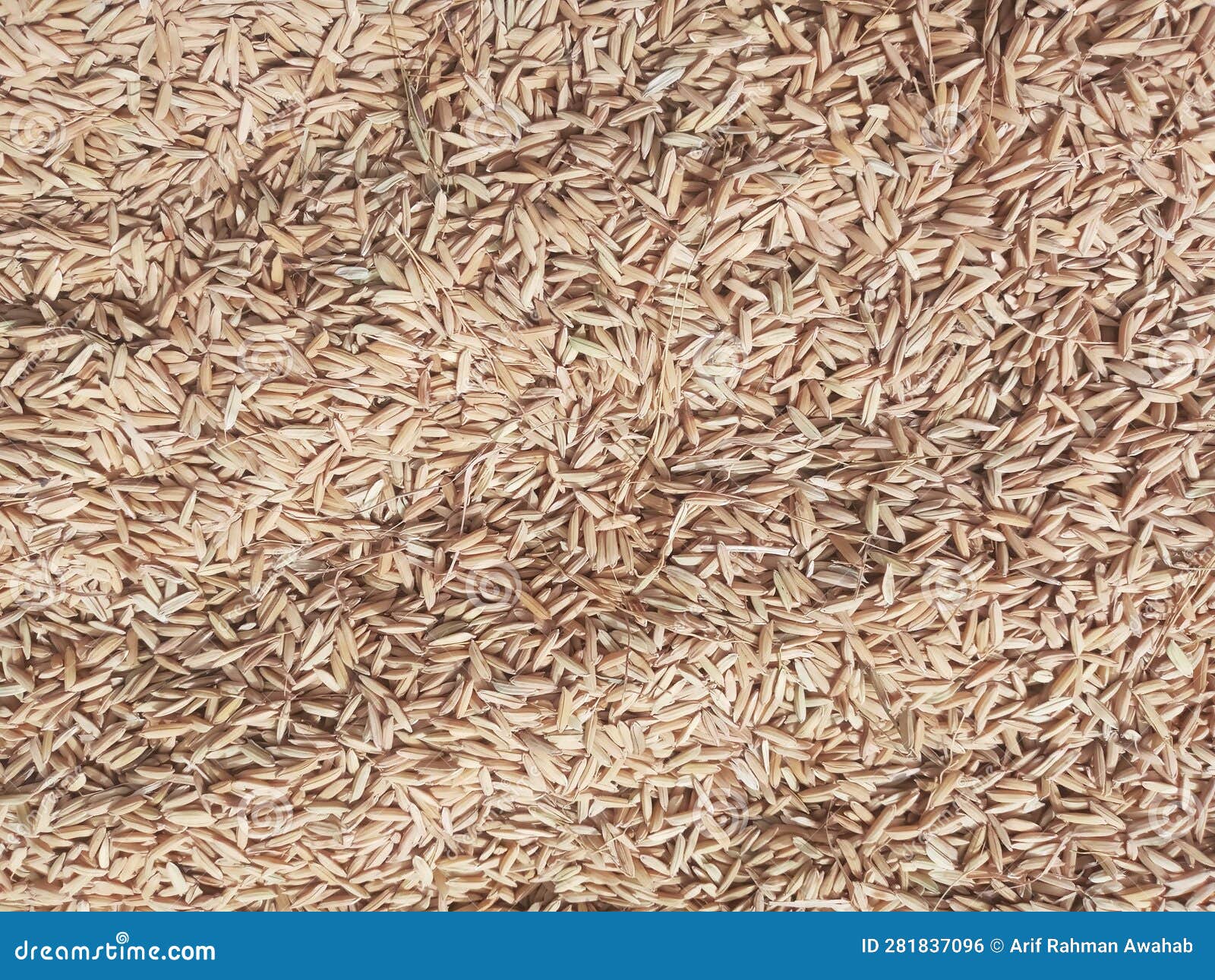 Full Frame of Paddy Grains or Paddy Rice Under Bright Sunlight Stock ...