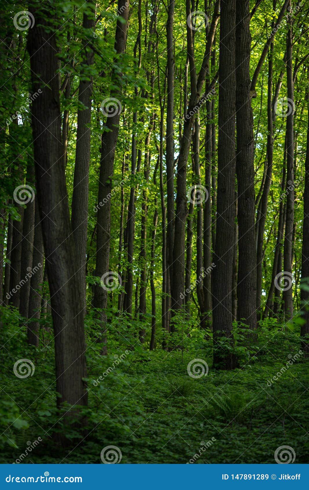 Full Frame Photo of Golden Hour Forest Stock Image - Image of light ...