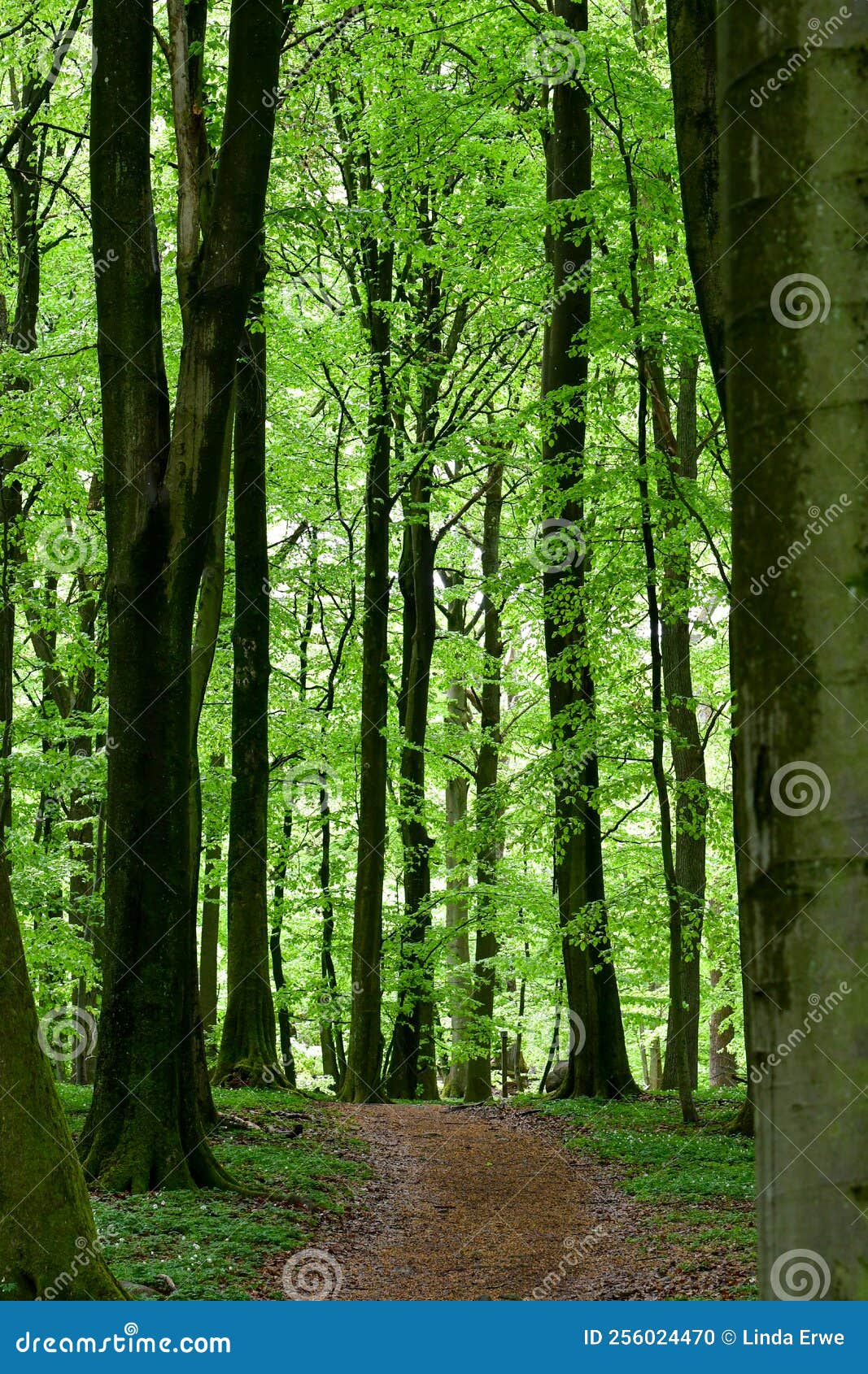 Full Frame Photo of Green Trees in Summer Stock Photo - Image of garden ...