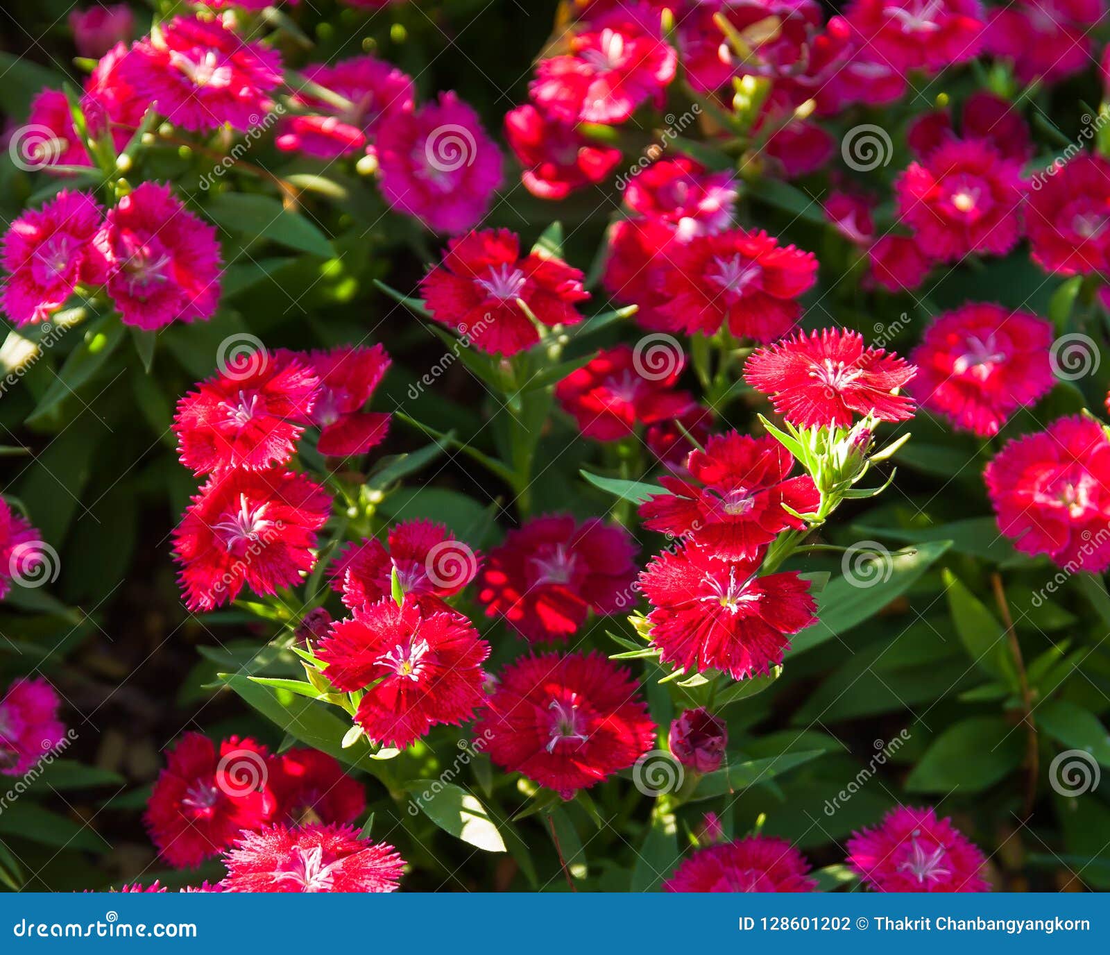 Full Frame Photo of Pink-red Butterfly Stock Photo - Image of colorful ...