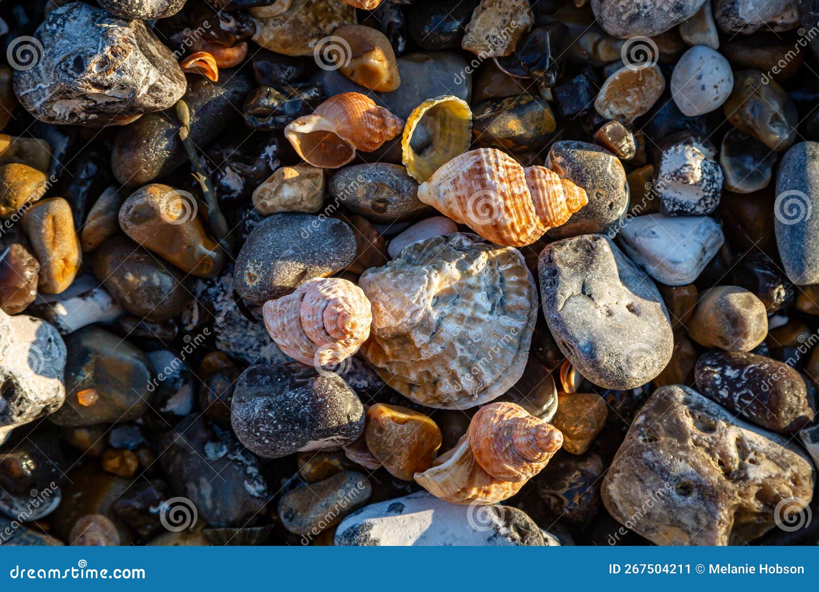 A Full Frame Photograph of Pebbles and Sea Shells at the Beach Stock ...
