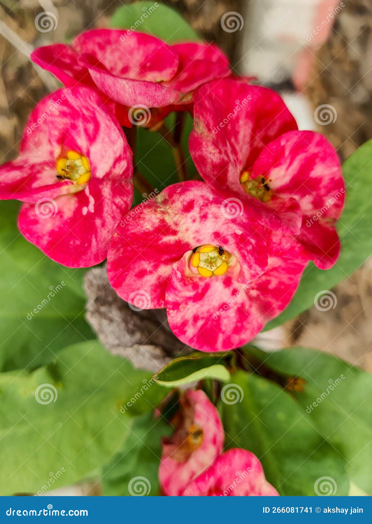 Full Frame of Potrait Red Flowers Stock Image - Image of rose, nature ...