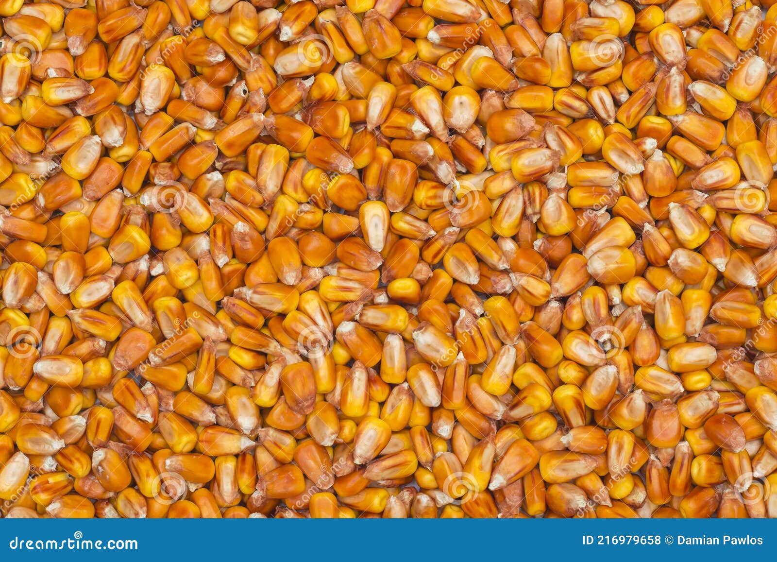 Full Frame of Raw Corn Seeds Top View. Golden Corn Grains Background ...