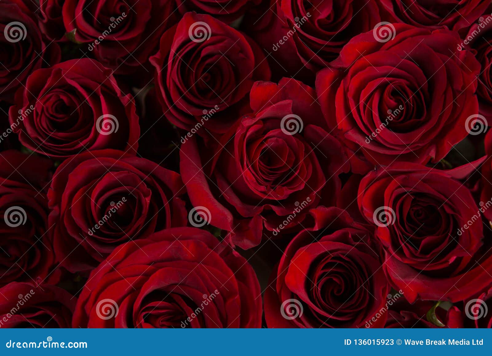 Full Frame of Red Rose Flower Stock Image - Image of freshness ...