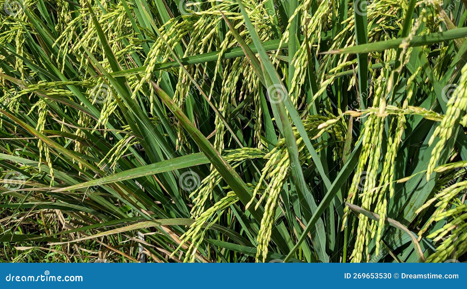 Full Frame of Rice Plant, for Agriculture Concept Stock Photo - Image ...