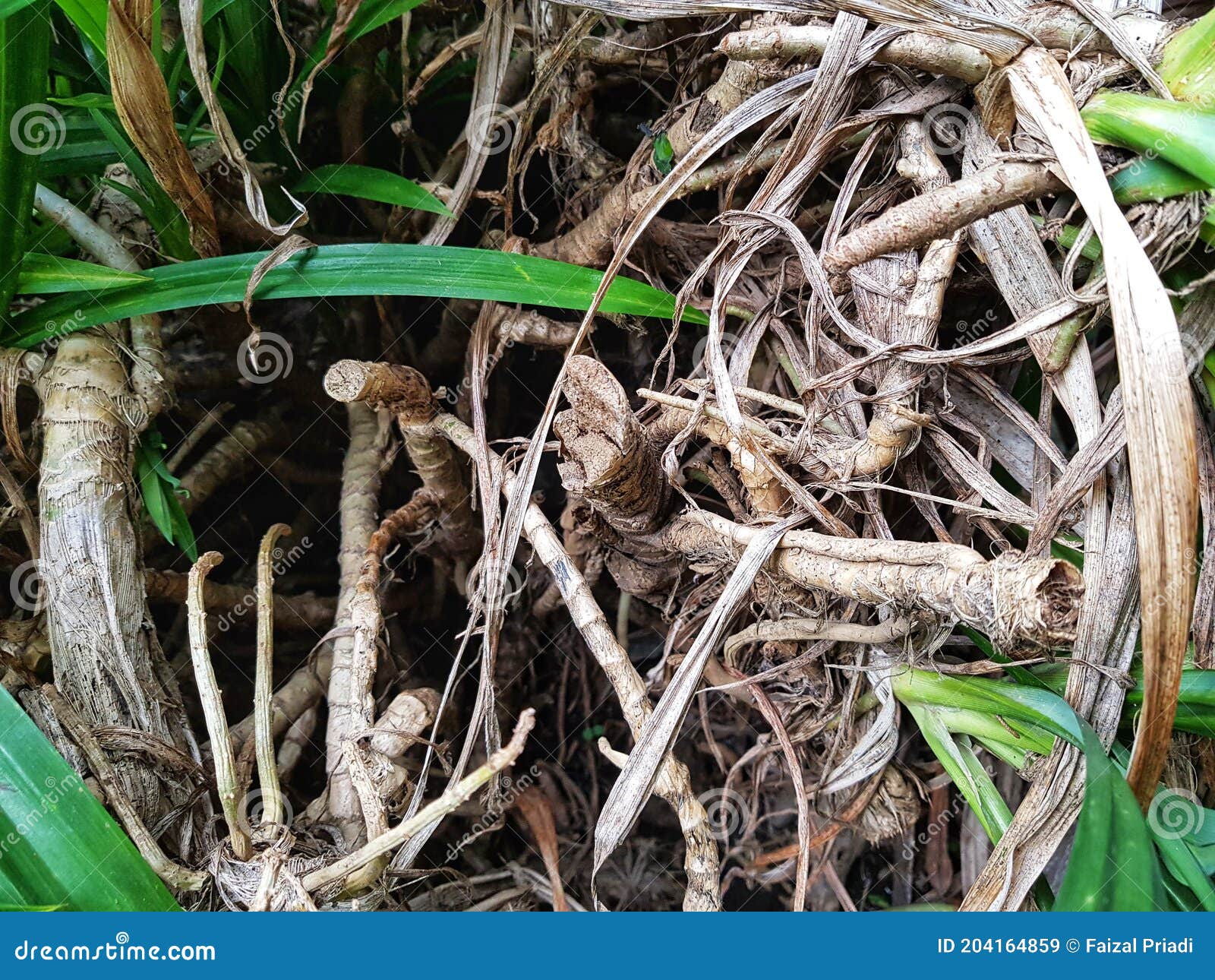 Full Frame Root of Pandan Tree Stock Image - Image of frame, leaf ...
