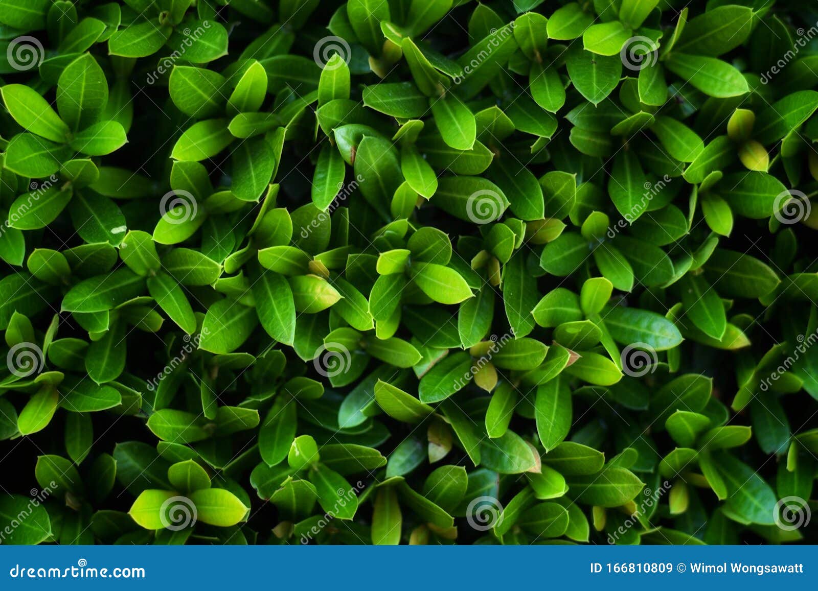 Full Frame, Sharp Green Leaves for Background with Shadow Light. Stock ...