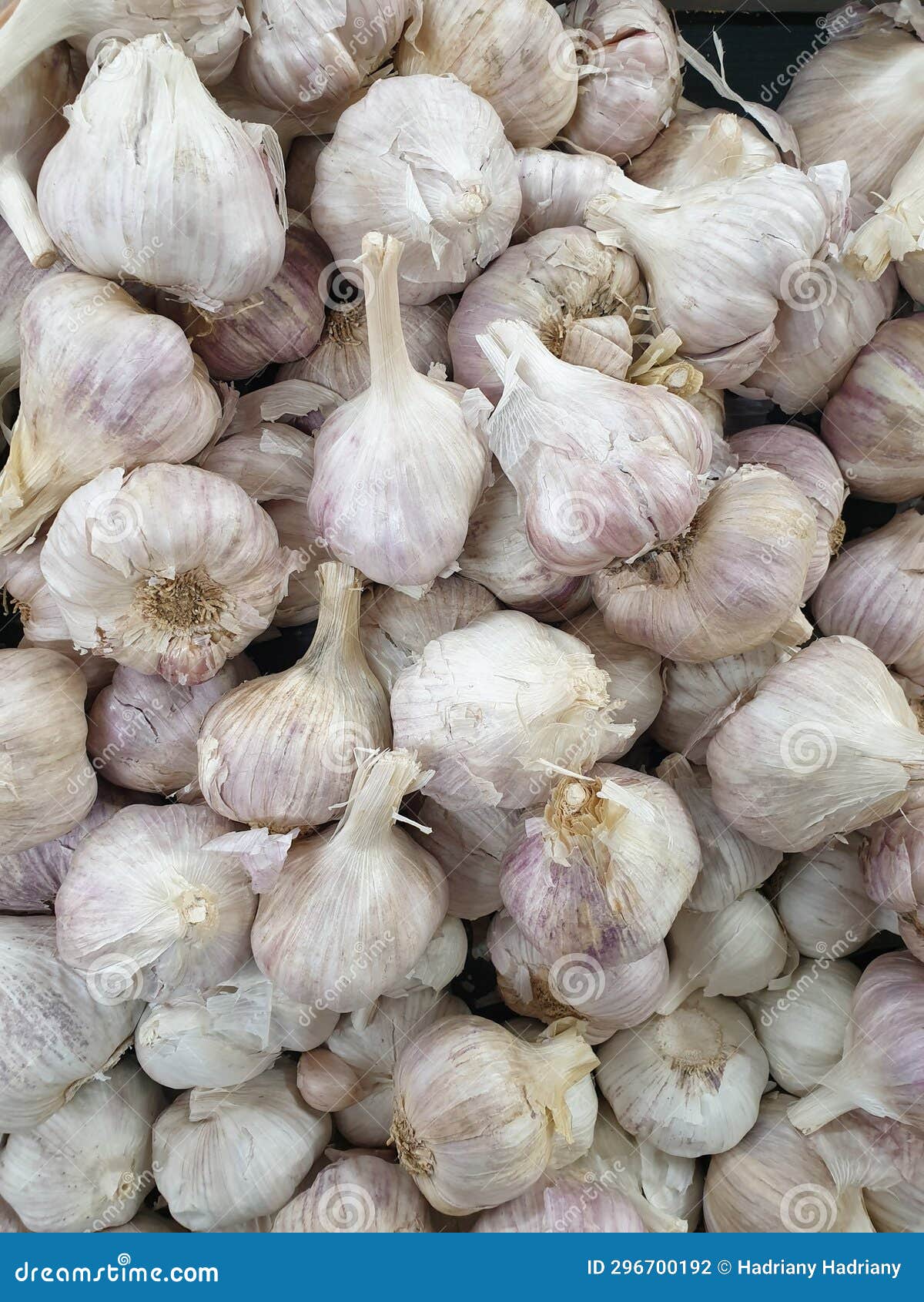 Full Frame Shot of Australian Garlic Stock Photo - Image of garlic ...