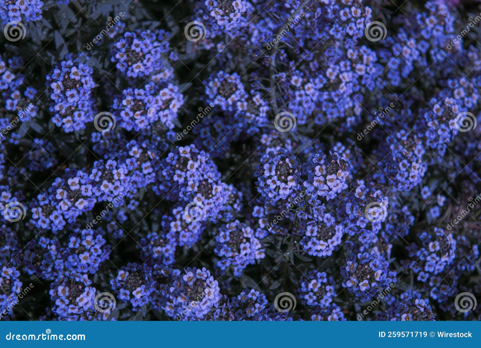 Full-frame Shot of a Blue Alyssum Flower Stock Image - Image of leaves ...
