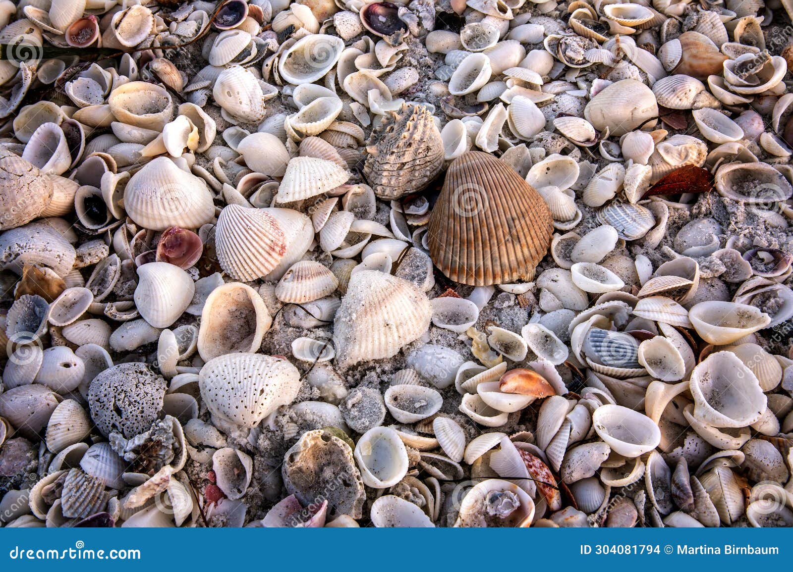 Full Frame Shot of Different Kinds of Shells on a Beach in Florida ...