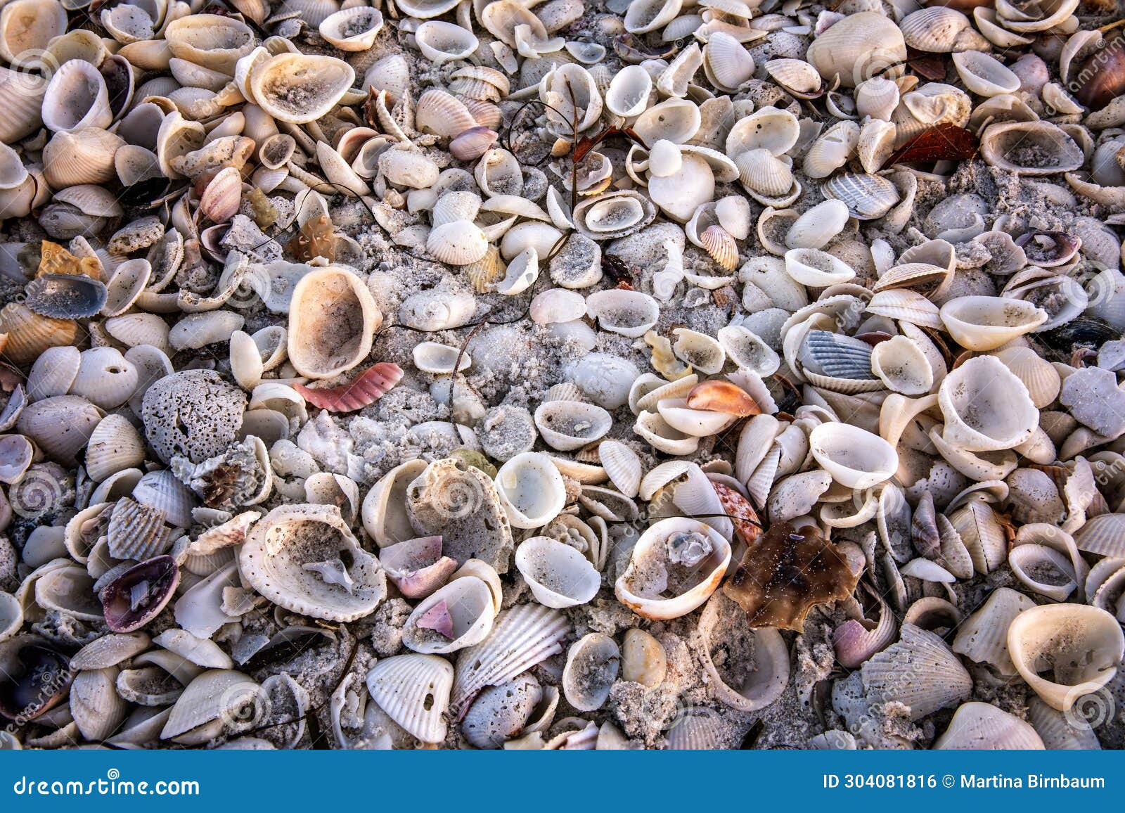 Full Frame Shot of Different Kinds of Shells on a Beach in Florida ...