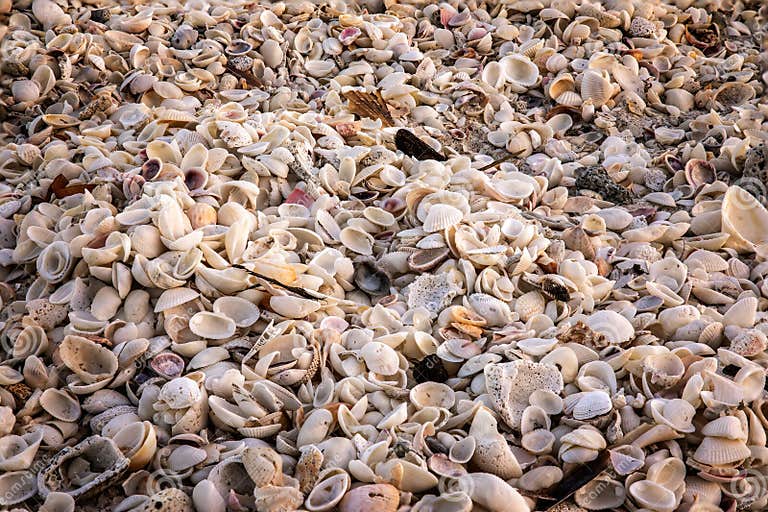 Full Frame Shot of Different Kinds of Shells on a Beach in Florida ...
