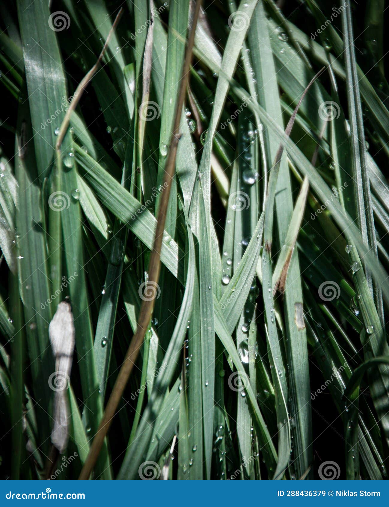 Full frame shot of grass stock image. Image of tree - 288436379