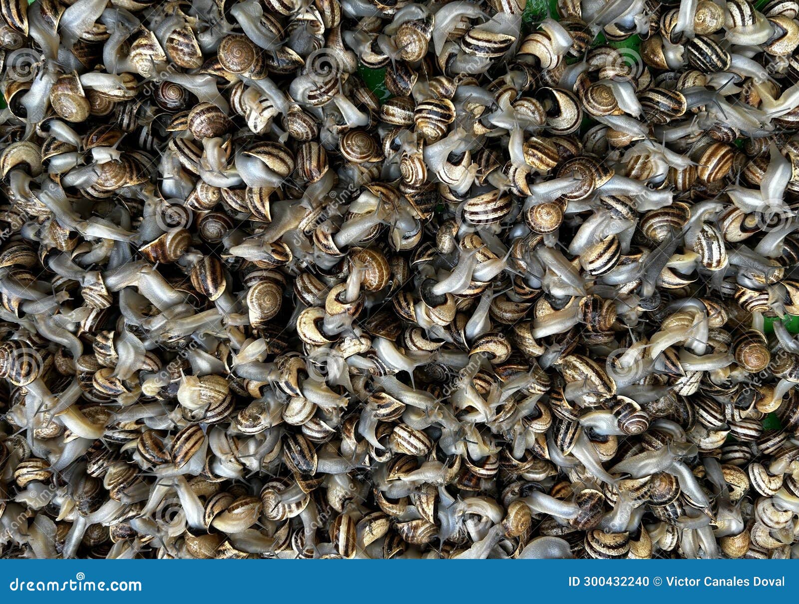 Full Frame Shot of Live Snails Stock Photo - Image of wallpaper, nature ...