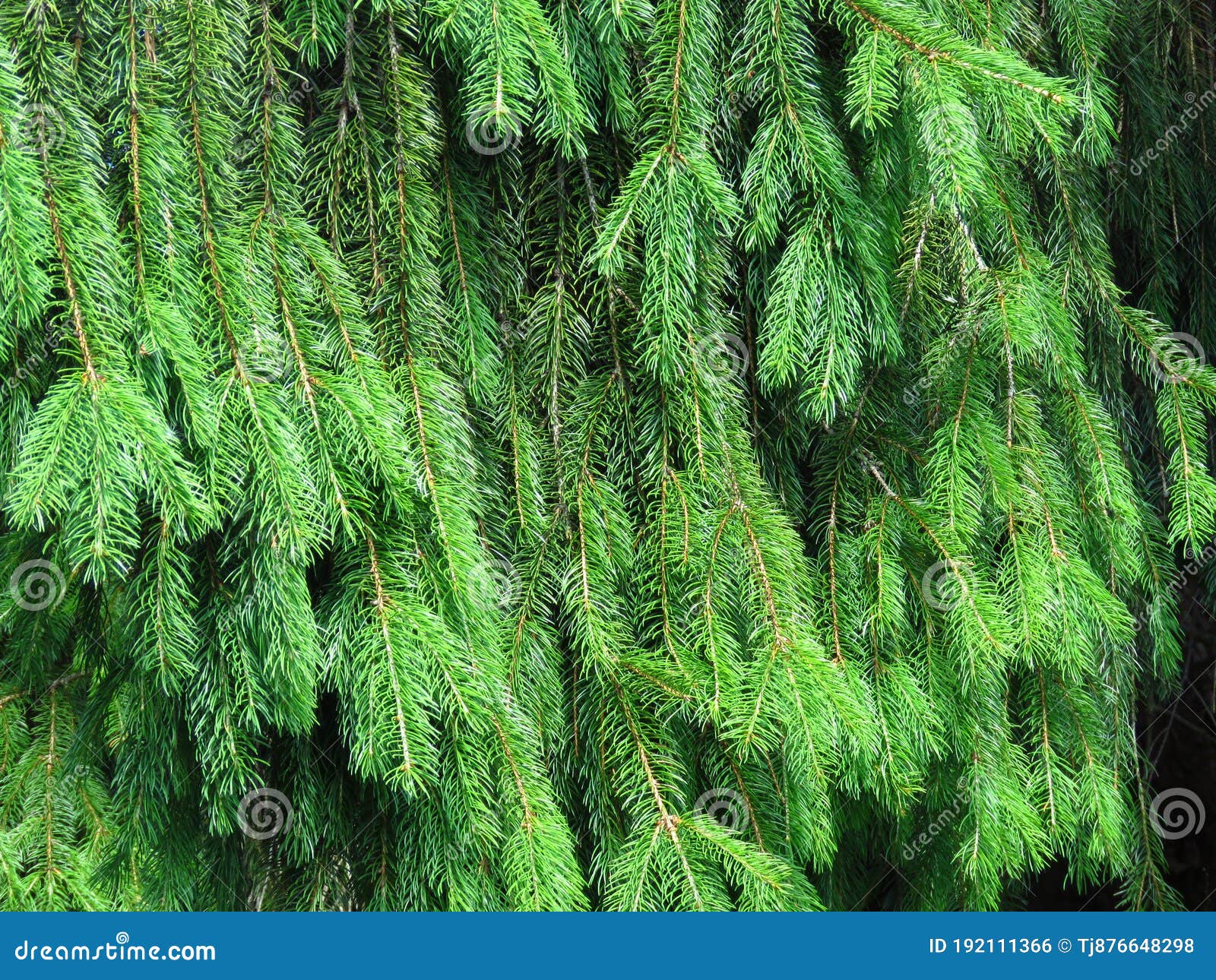 Full Frame Shot of Pine Tree. Pine Tree Branches, Coniferous Resinous ...