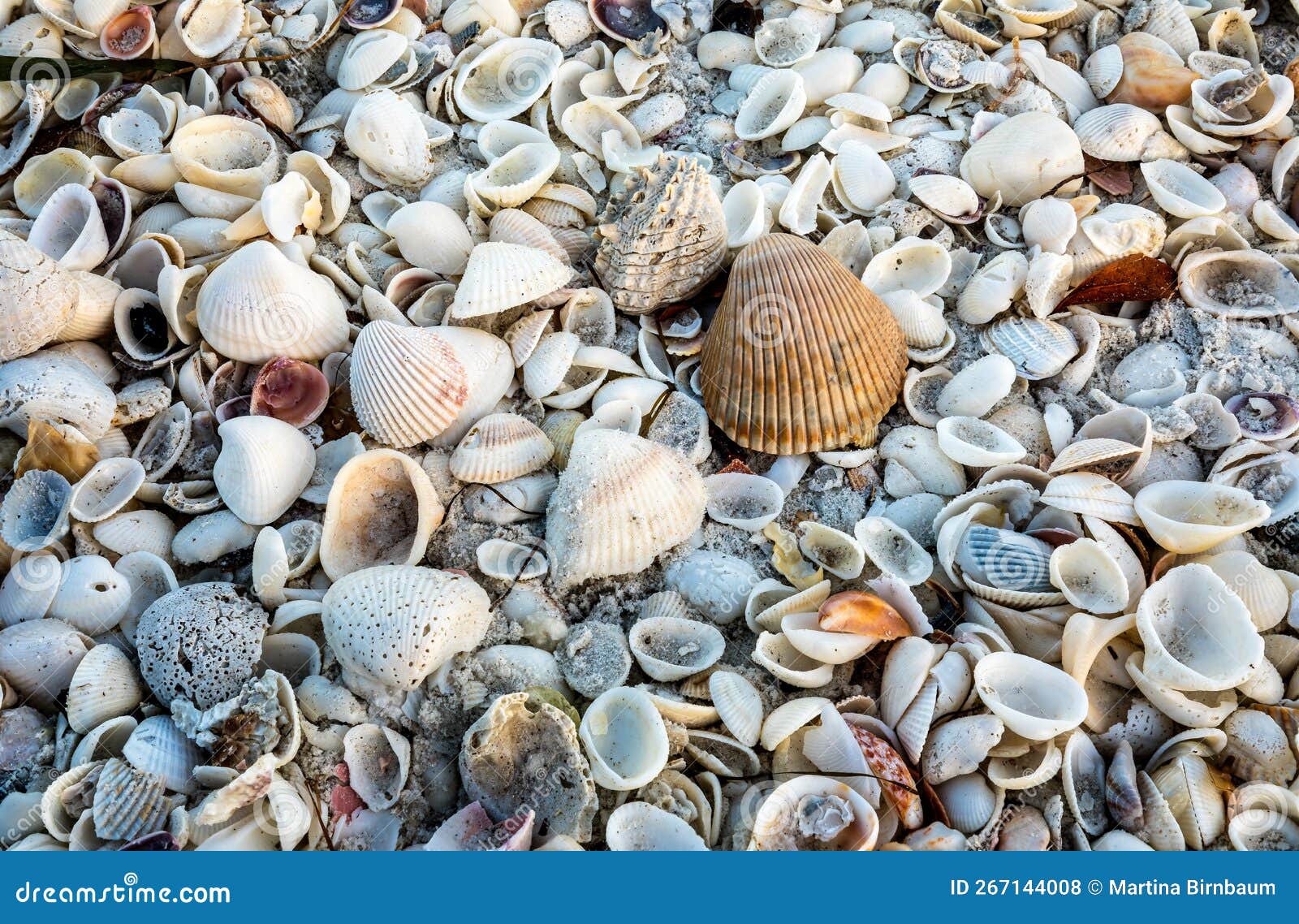 Full Frame Shot of Sea Shells on a Florida Beach Stock Photo - Image of ...
