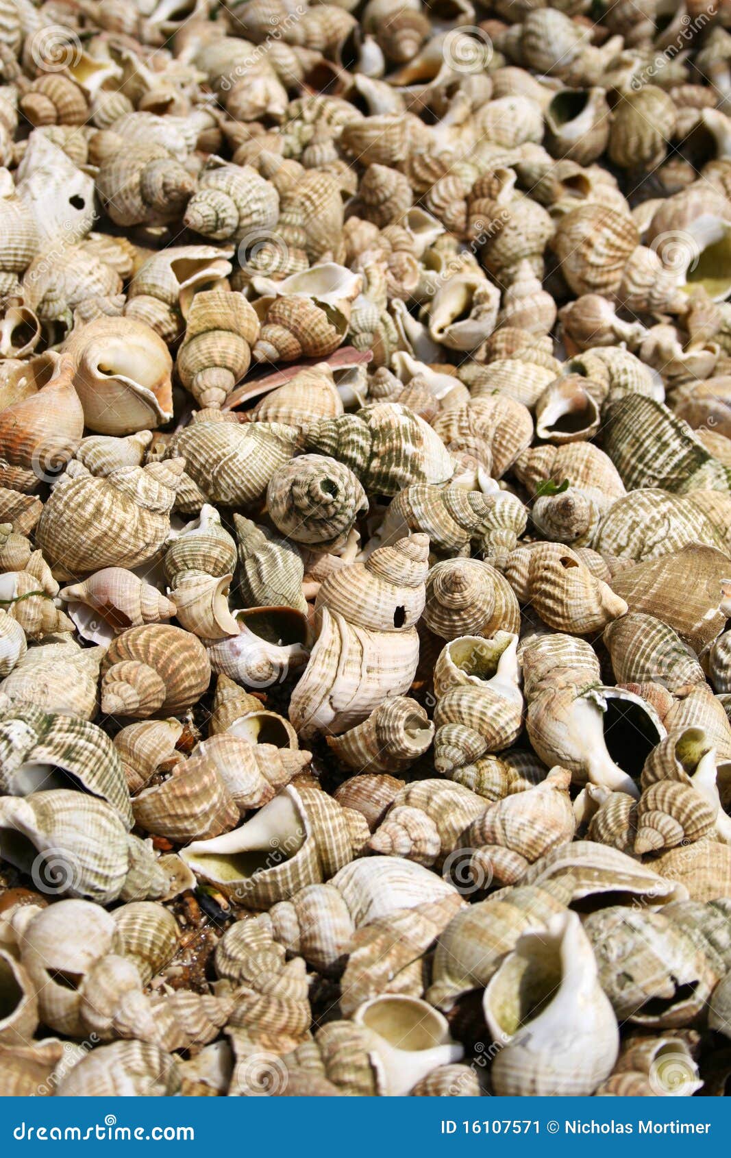 Full frame shot of shells stock image. Image of nourishment - 16107571