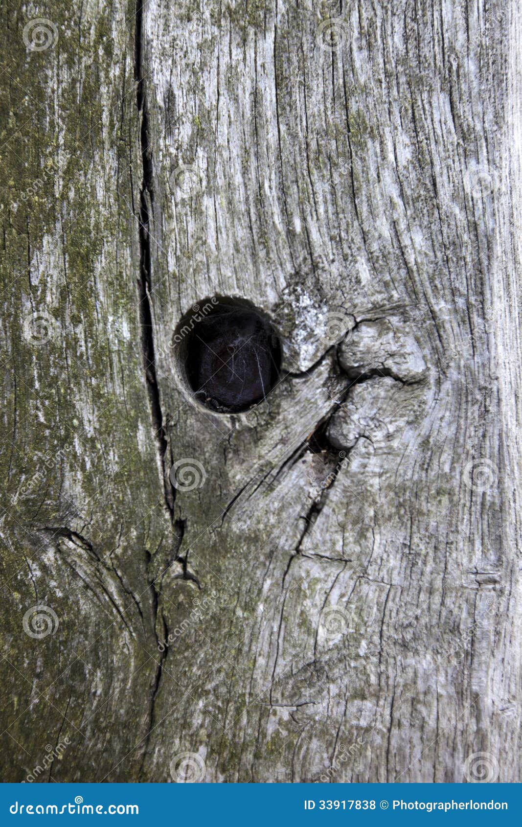 Full Frame Shot of Tree Trunk with Hole Stock Photo - Image of daytime ...