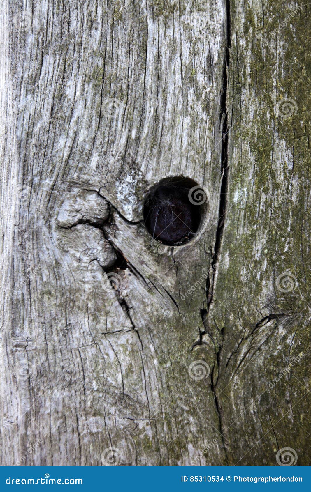 Full Frame Shot of Tree Trunk with Hole Stock Photo - Image of pattern ...