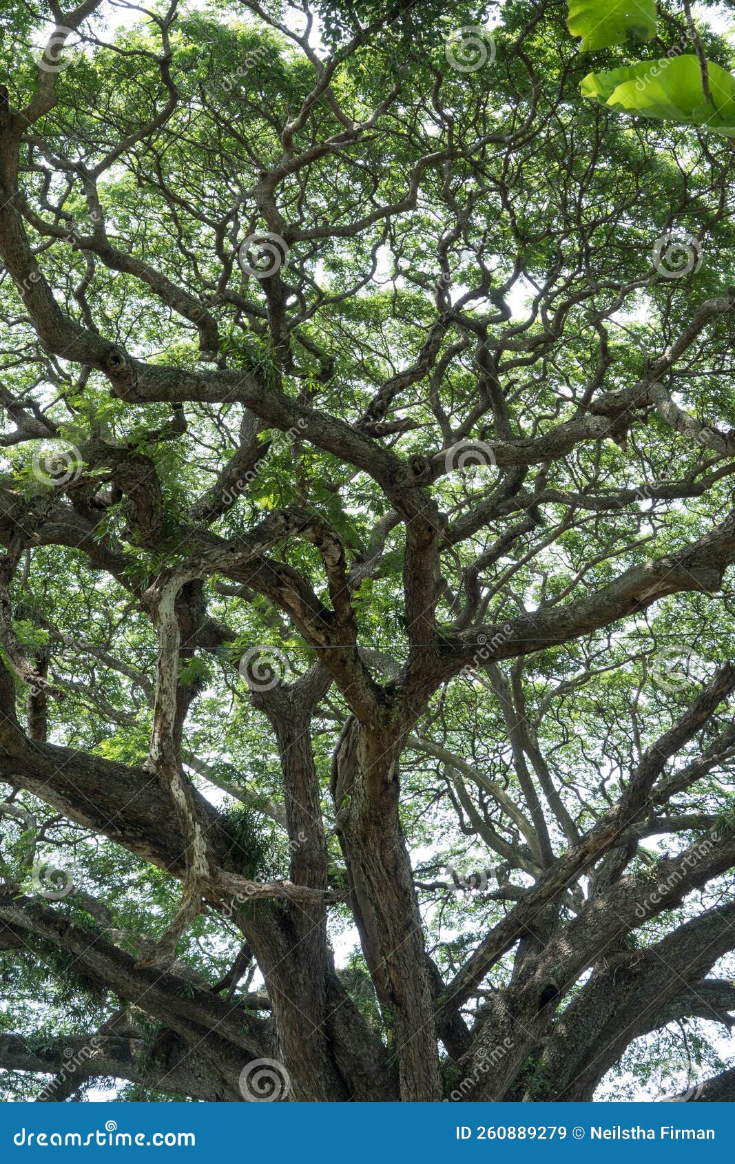 The Trembesi or Rain Tree or Samanea Tree in Lasem, Central Java Stock ...