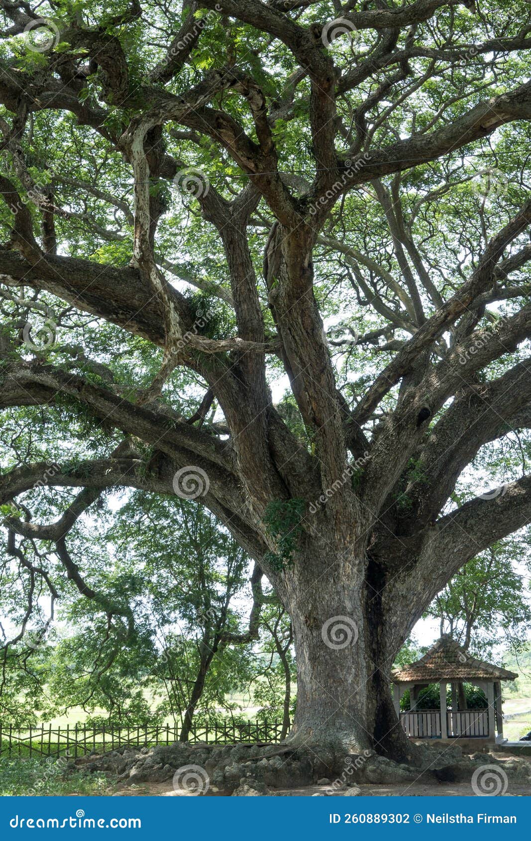 The Trembesi or Rain Tree or Samanea Tree in Lasem, Central Java Stock ...